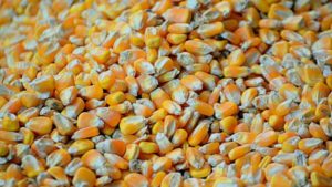 What Are The Different Parts Of Corn On The Cob? [Find Out Here] - Cheffist