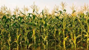 What Are The Different Parts Of Corn On The Cob? [Find Out Here] - Cheffist