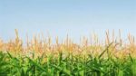 What Are The Different Parts Of Corn On The Cob? [Find Out Here] - Cheffist